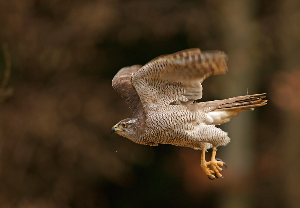 Habicht Foto & Bild | tiere, zoo, wildpark & falknerei, vögel Bilder ...