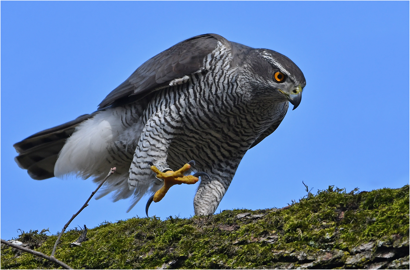 Habicht Foto & Bild | tiere, wildlife, wild lebende vögel Bilder auf ...