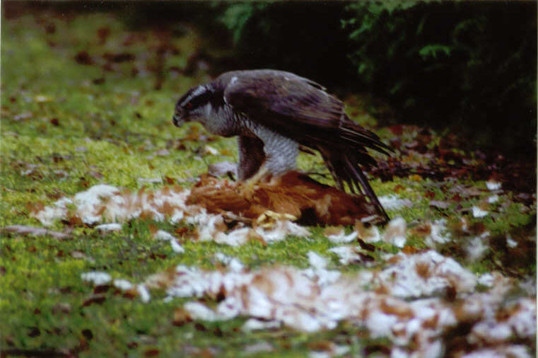 Habicht Foto & Bild | tiere, wildlife, wild lebende vögel Bilder auf ...