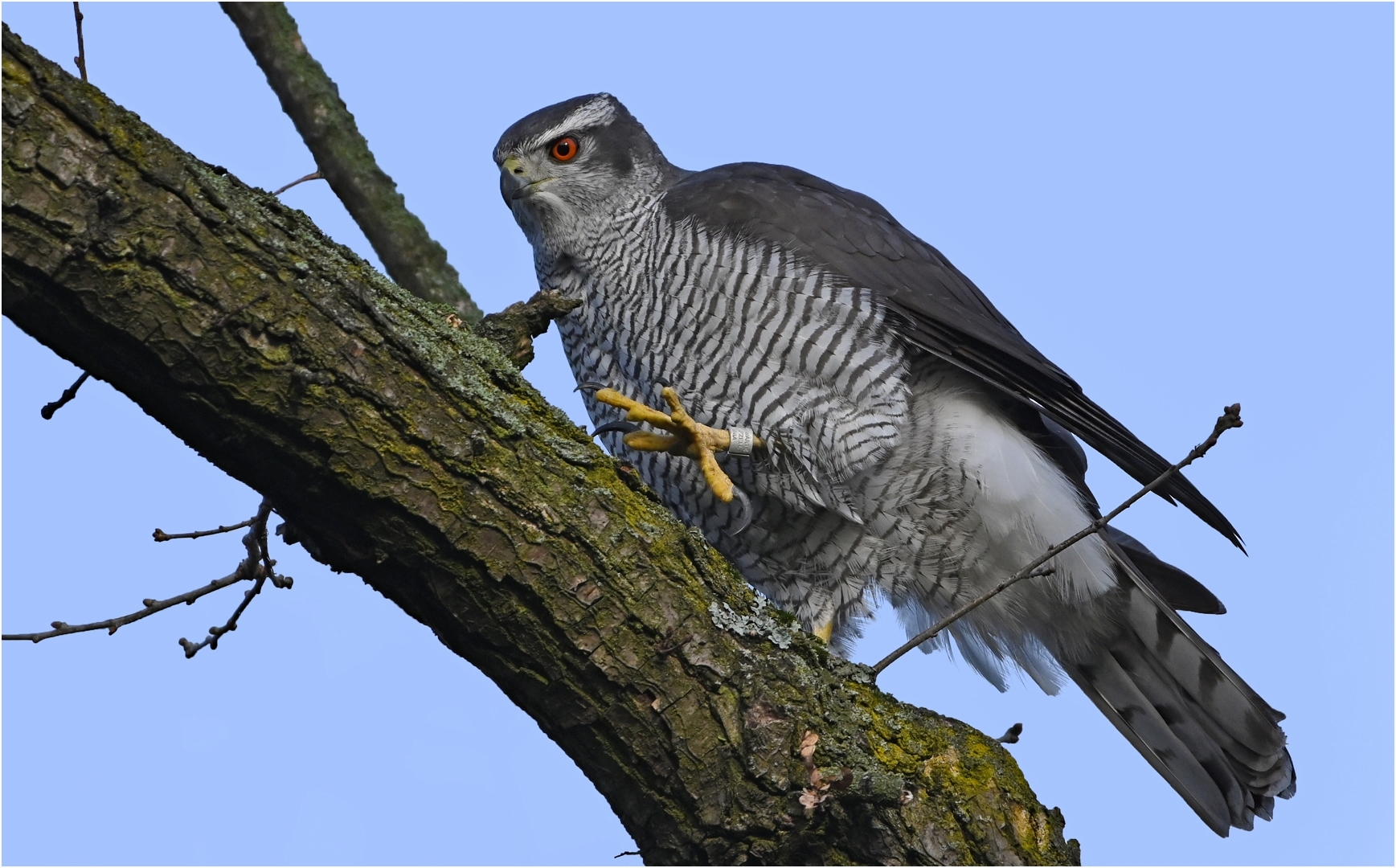 Habicht Foto & Bild | tiere, wildlife, wild lebende vögel Bilder auf ...