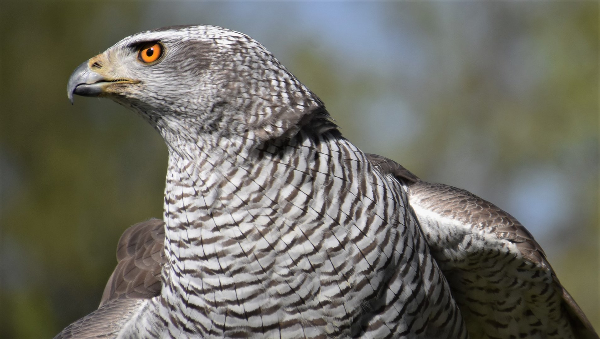 Habicht.... Foto & Bild | deutschland, europe, brandenburg Bilder auf ...