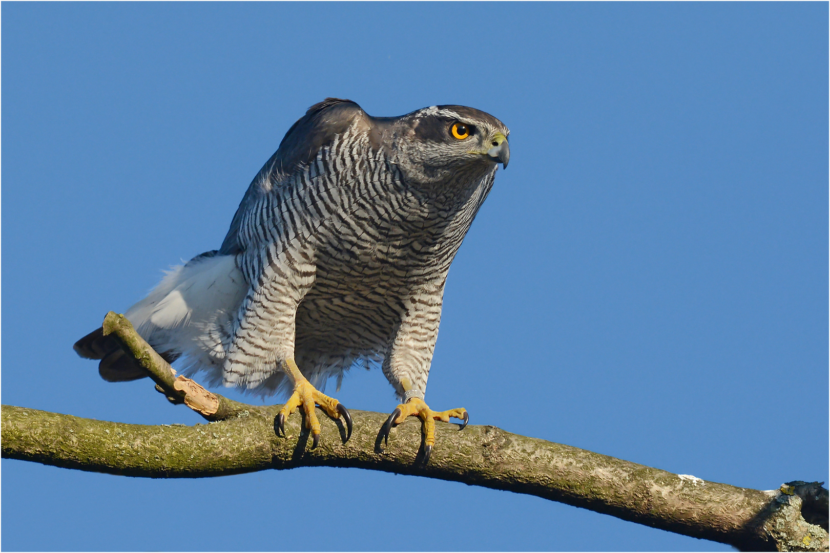 Habicht Foto & Bild | tiere, wildlife, wild lebende vögel Bilder auf ...