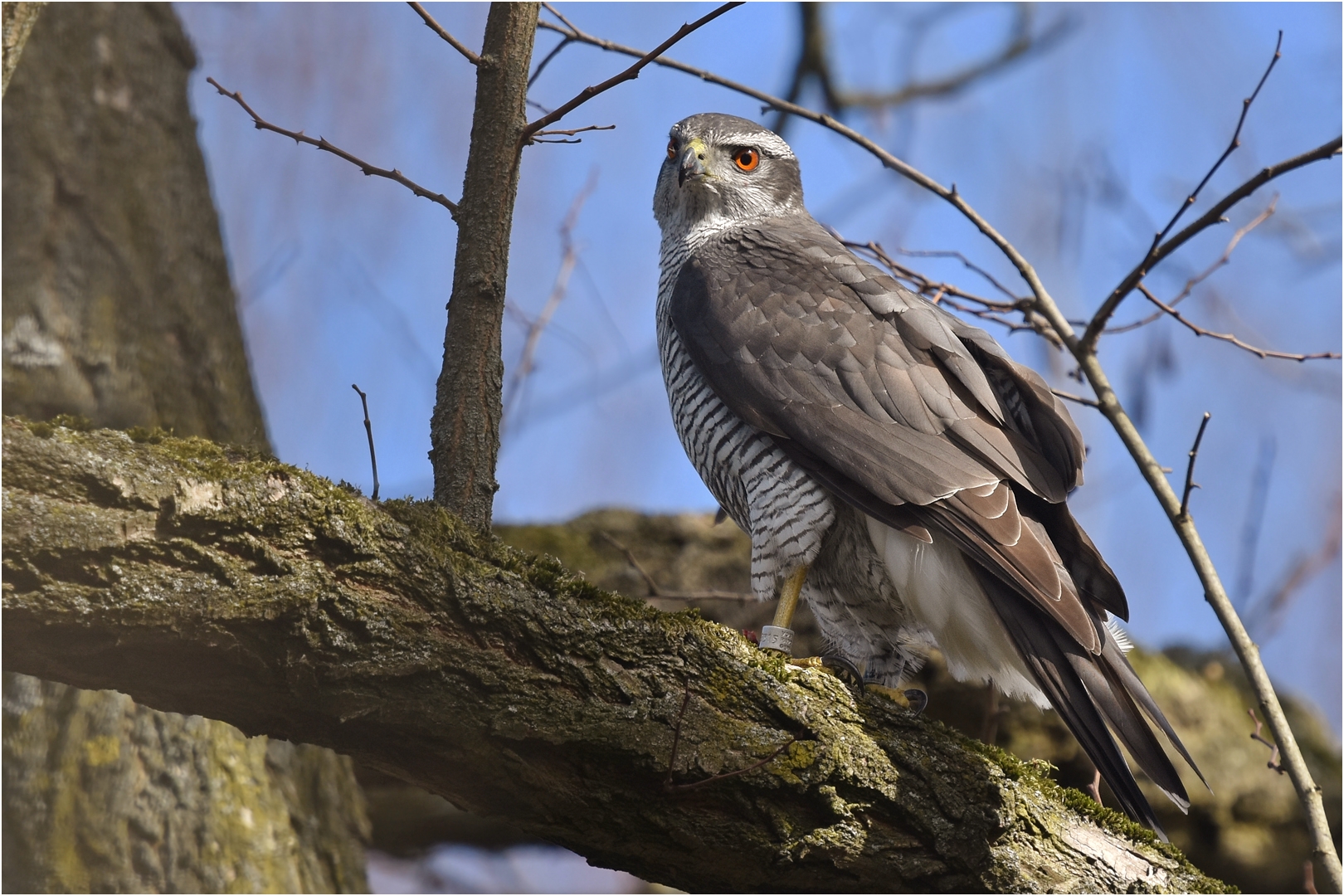Habicht Foto & Bild | tiere, wildlife, wild lebende vögel Bilder auf ...