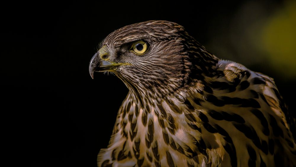 Habicht Foto & Bild | fotos, natur, zoo Bilder auf fotocommunity