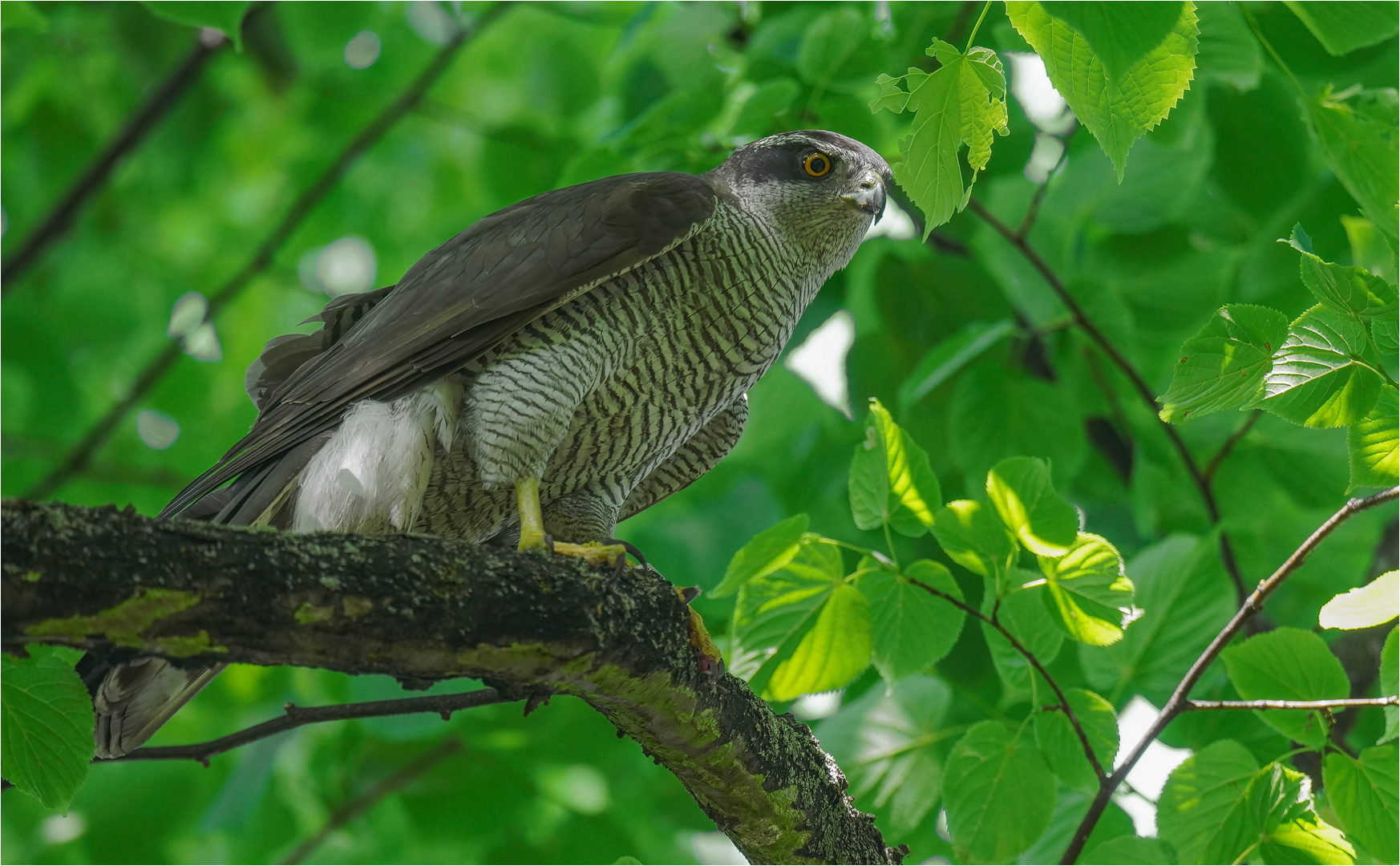 Habicht Foto & Bild | natur, greifvogel, tiere Bilder auf fotocommunity