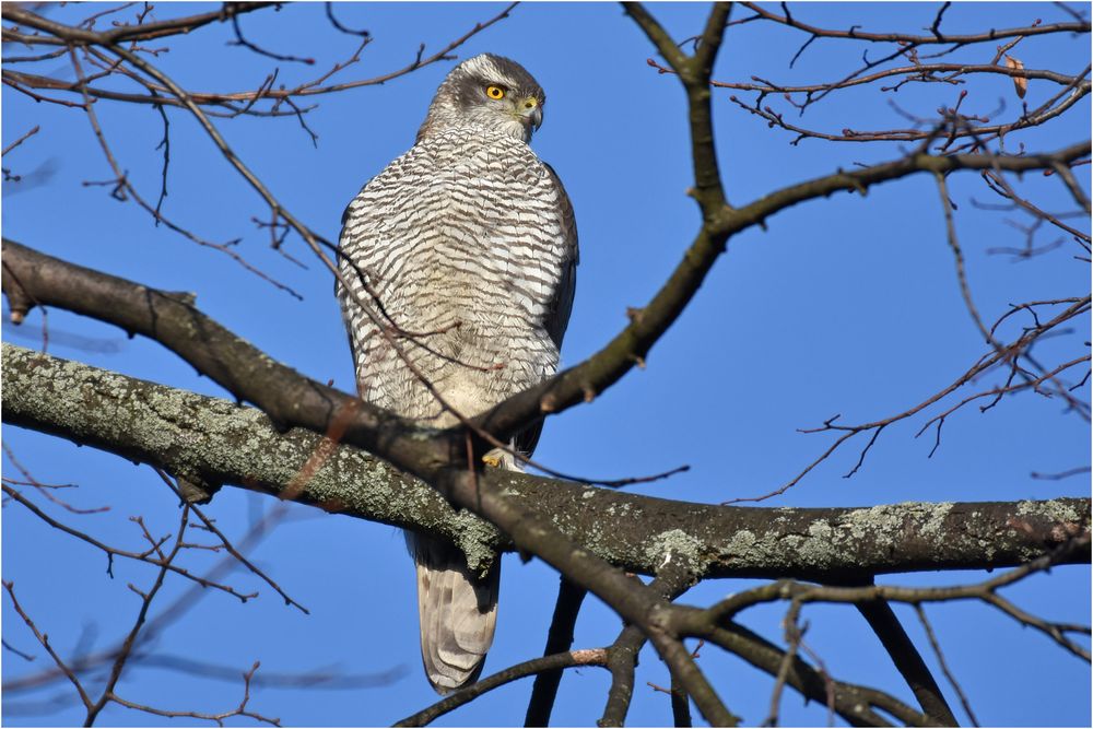 Habicht Foto & Bild | tiere, wildlife, wild lebende vögel Bilder auf ...