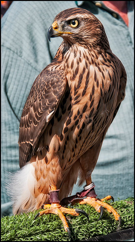 Habicht Foto & Bild | tiere, wildlife, wild lebende vögel Bilder auf ...