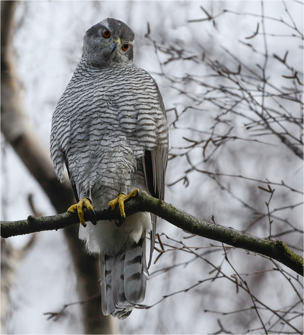 Habicht Foto & Bild | natur, vogel, tier Bilder auf fotocommunity