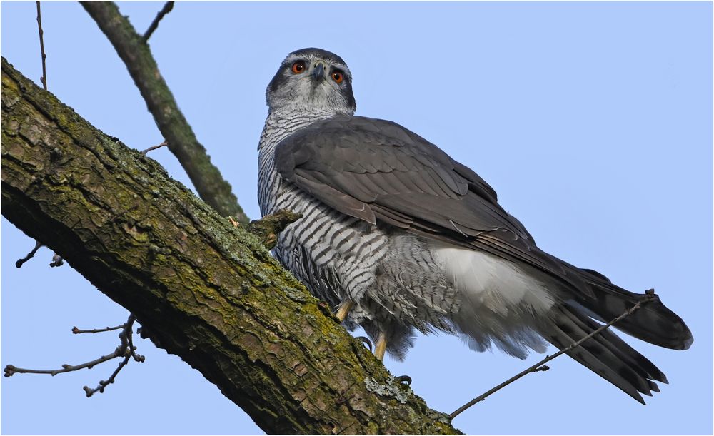 Habicht Foto & Bild | tiere, wildlife, wild lebende vögel Bilder auf ...