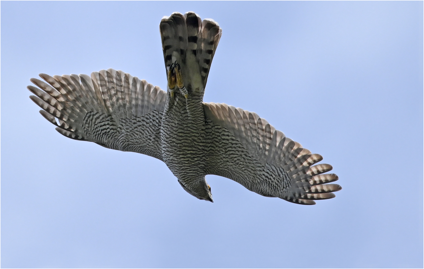 Habicht Foto & Bild | tiere, wildlife, wild lebende vögel Bilder auf ...