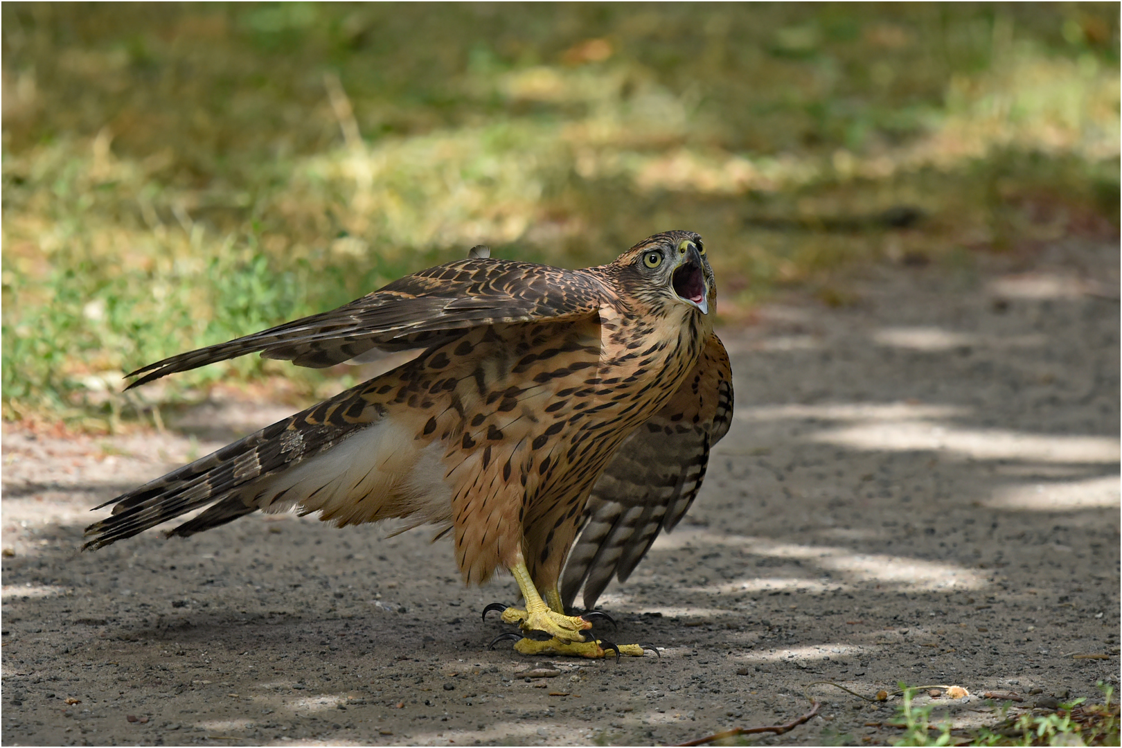 Habicht Foto & Bild | tiere, wildlife, wild lebende vögel Bilder auf ...