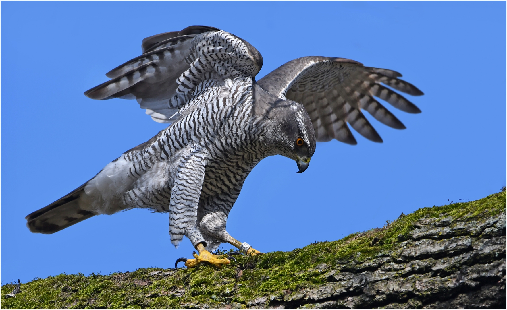 Habicht Foto & Bild | tiere, wildlife, wild lebende vögel Bilder auf ...