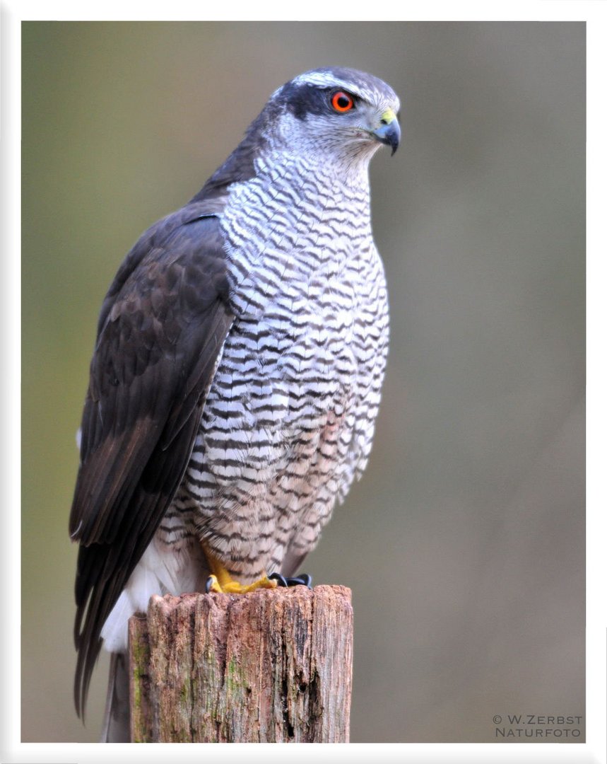 - Habicht - ( Accipiter gentis ) Foto & Bild | tiere, wildlife, wild ...