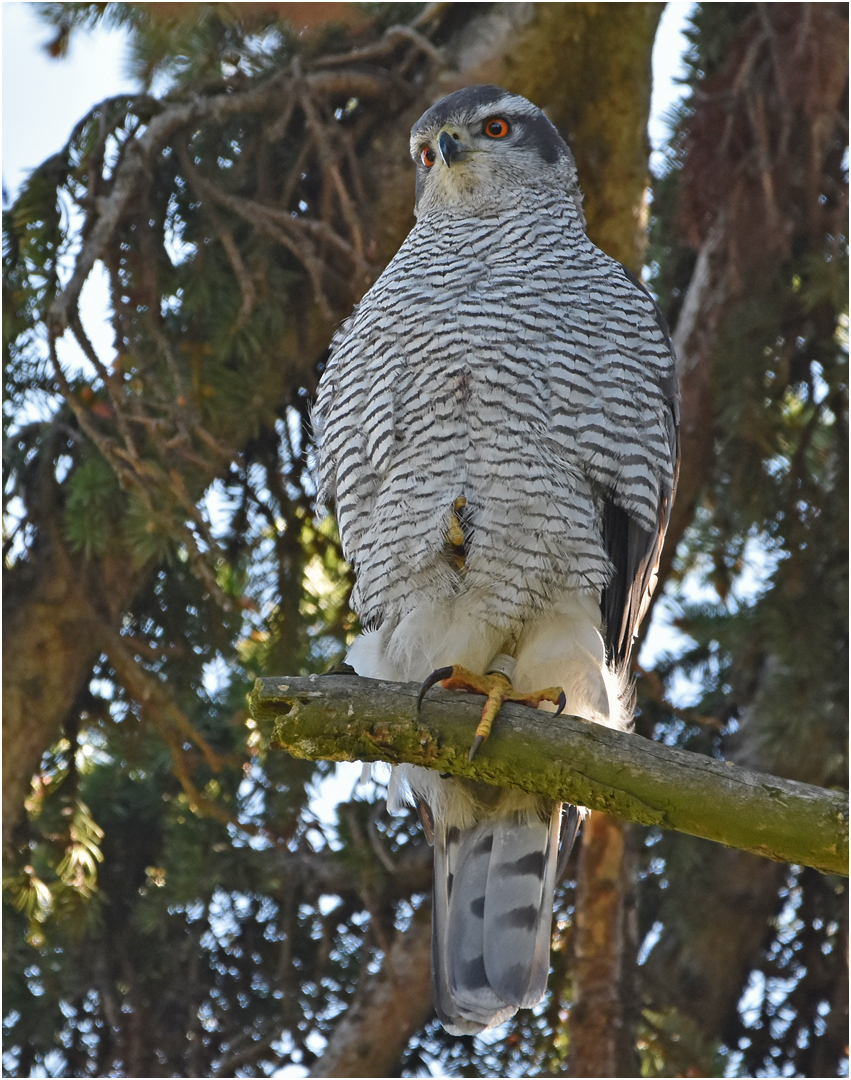 Habicht Foto & Bild | tiere, wildlife, wild lebende vögel Bilder auf ...