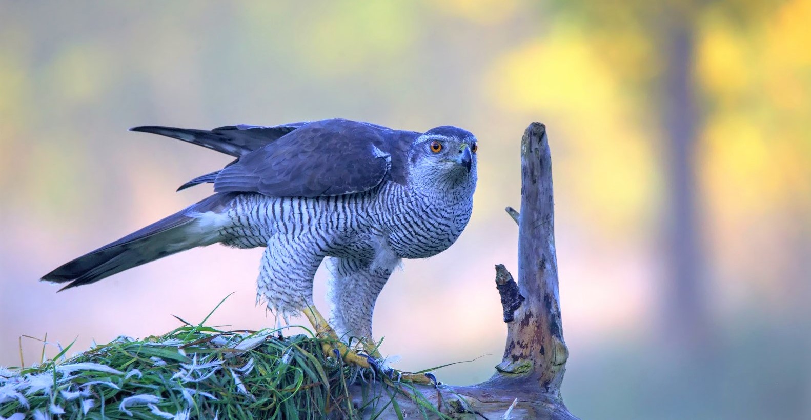 habicht* am rupfplatz Foto & Bild | natur, tiere, wildlife Bilder auf ...