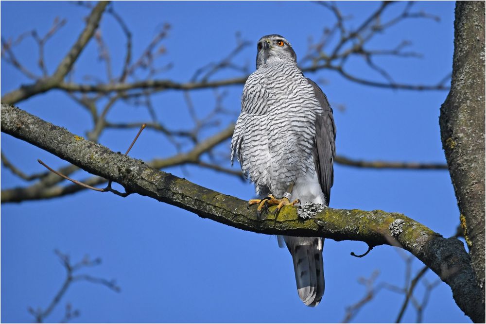 Habicht Foto & Bild | tiere, wildlife, wild lebende vögel Bilder auf ...