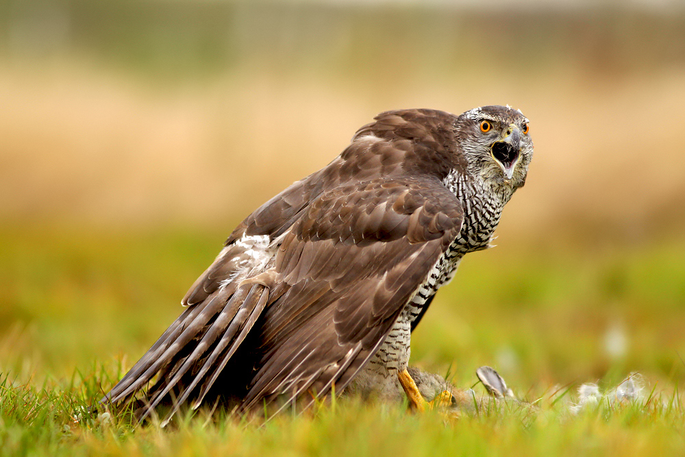 HABICHT Foto & Bild | tiere, zoo, wildpark & falknerei, vögel Bilder ...