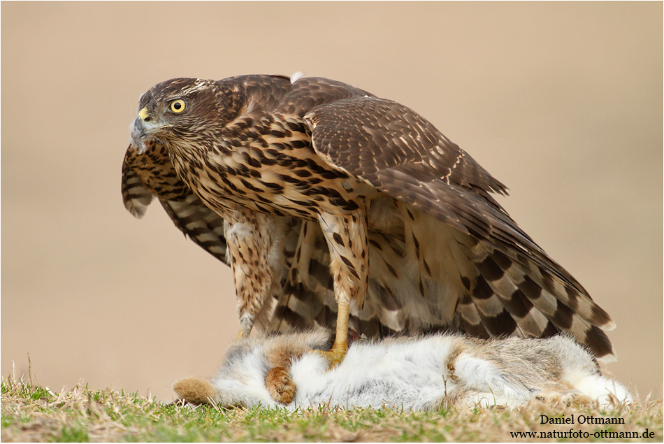 * Habicht * c Foto & Bild | tiere, zoo, wildpark & falknerei, vögel ...