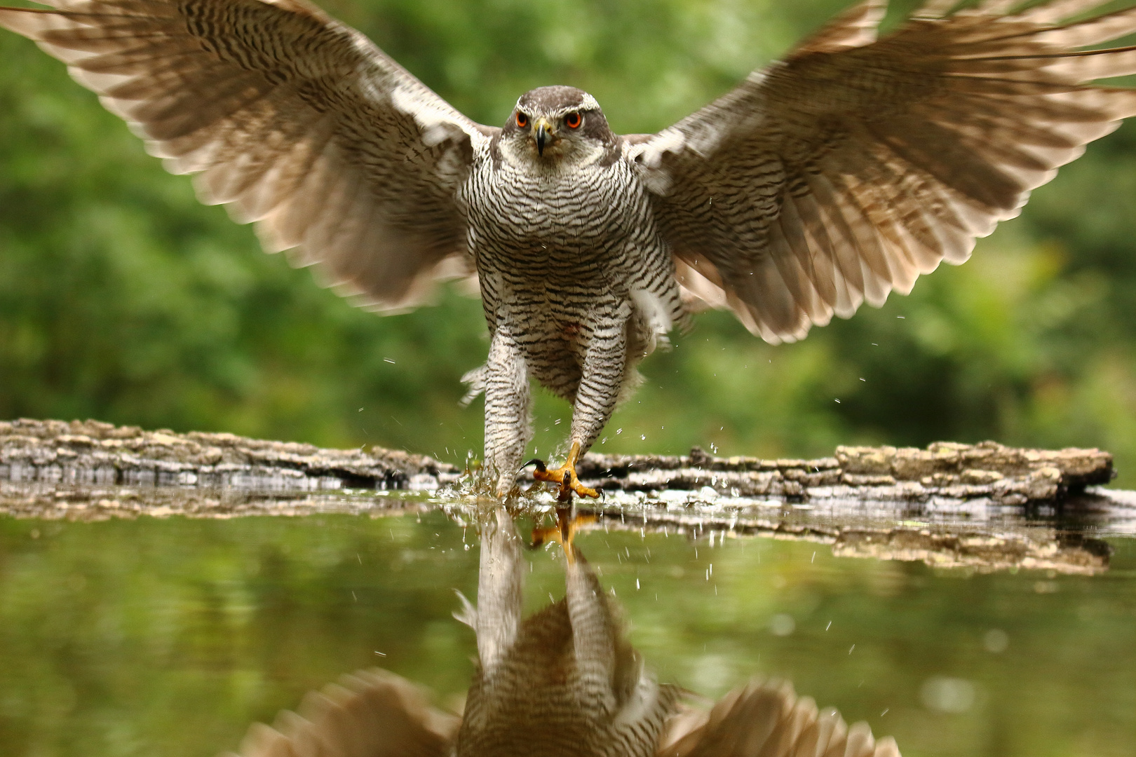 Habicht Foto & Bild | tiere, wildlife, natur Bilder auf fotocommunity