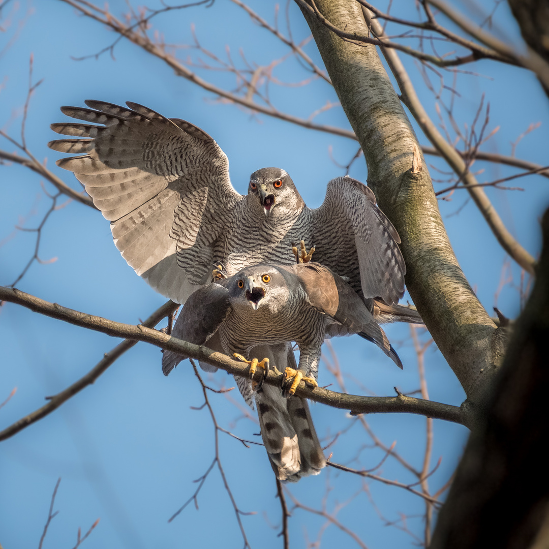 Habicht Foto & Bild | natur, vogel, greifvogel Bilder auf fotocommunity