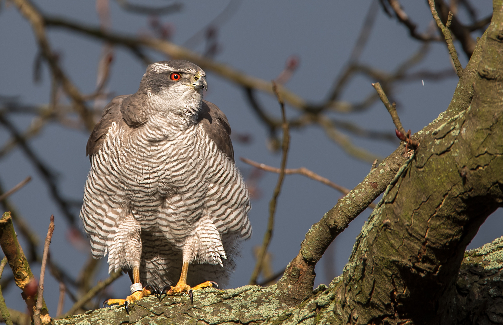Habicht Foto & Bild | tiere, wildlife, wild lebende vögel Bilder auf ...
