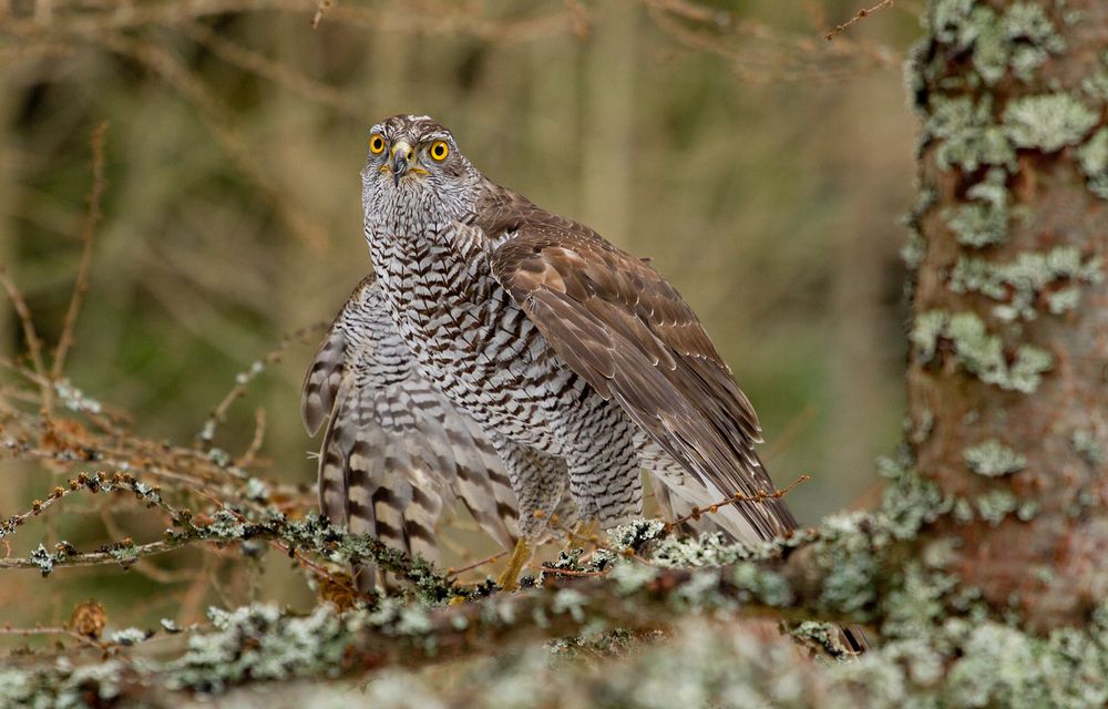 Habicht Foto & Bild | tiere, wildlife, wild lebende vögel Bilder auf ...