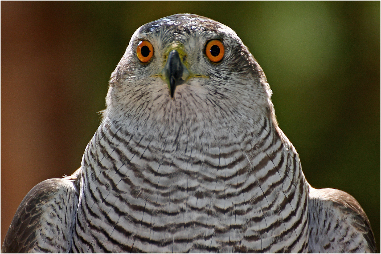 Habicht Foto & Bild | fotos, world, spezial Bilder auf fotocommunity