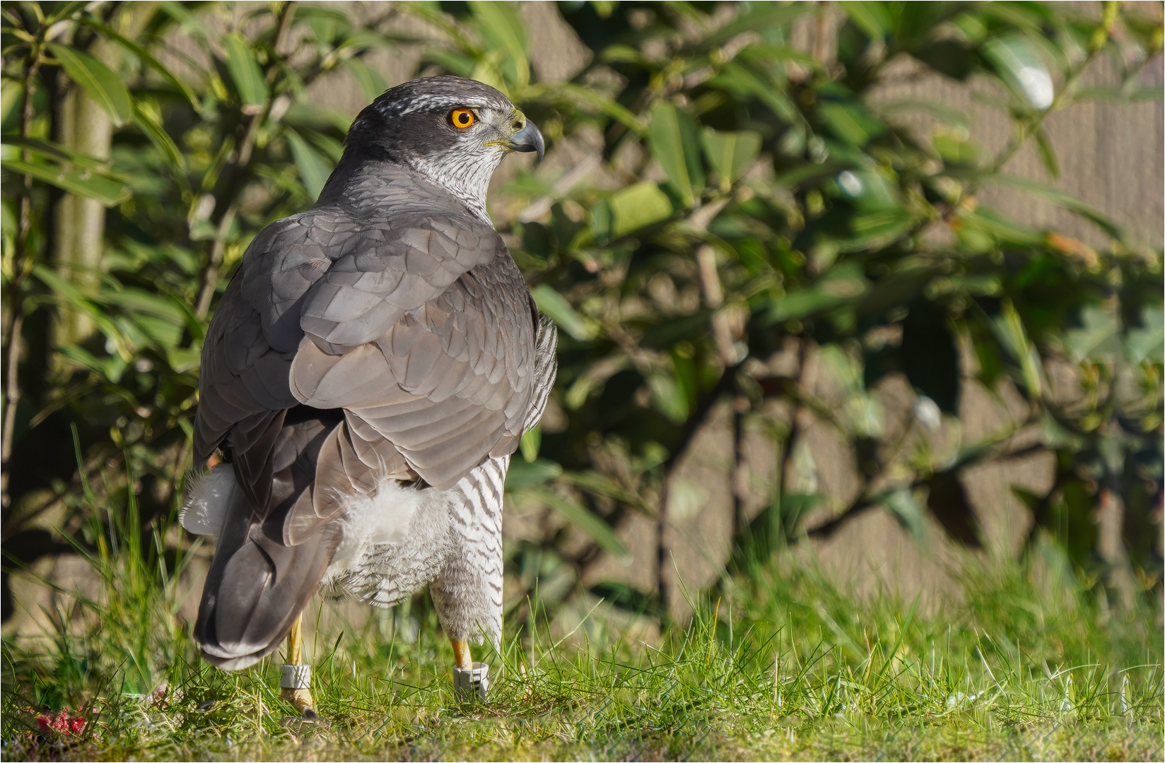 Habicht Foto & Bild | natur, greifvogel, tiere Bilder auf fotocommunity
