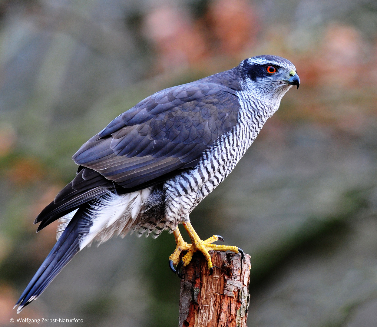 Habicht --- Foto & Bild | fotos, winter, frühling Bilder auf fotocommunity