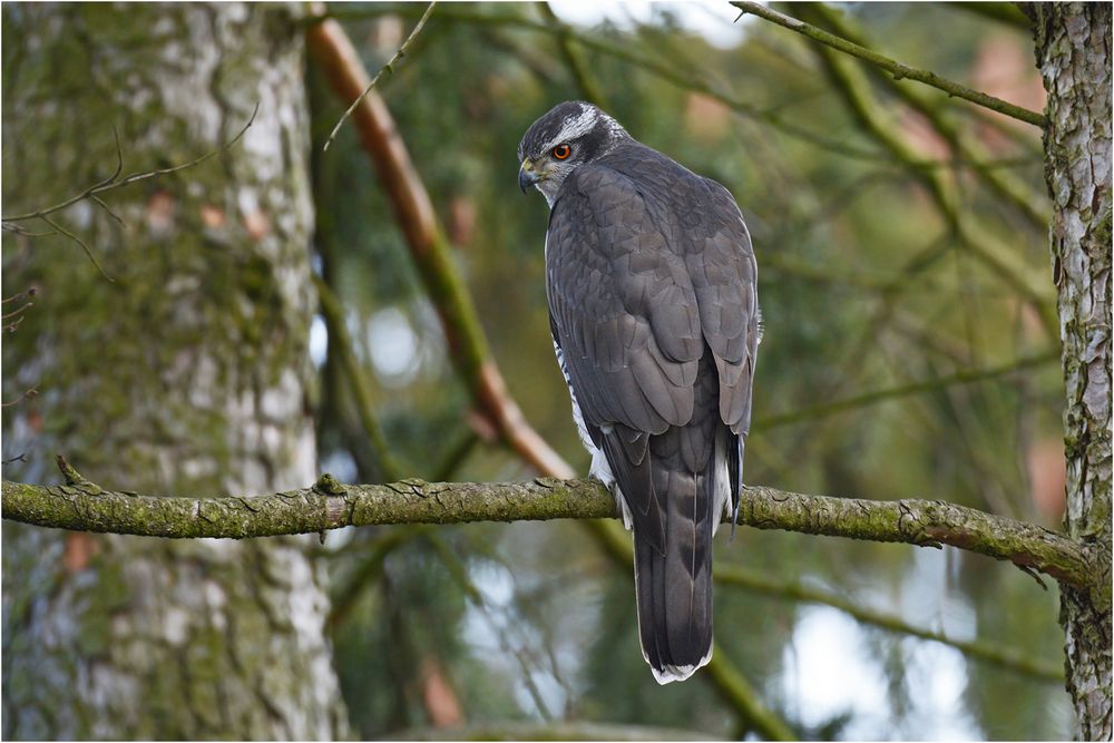 Habicht Foto & Bild | tiere, wildlife, wild lebende vögel Bilder auf ...