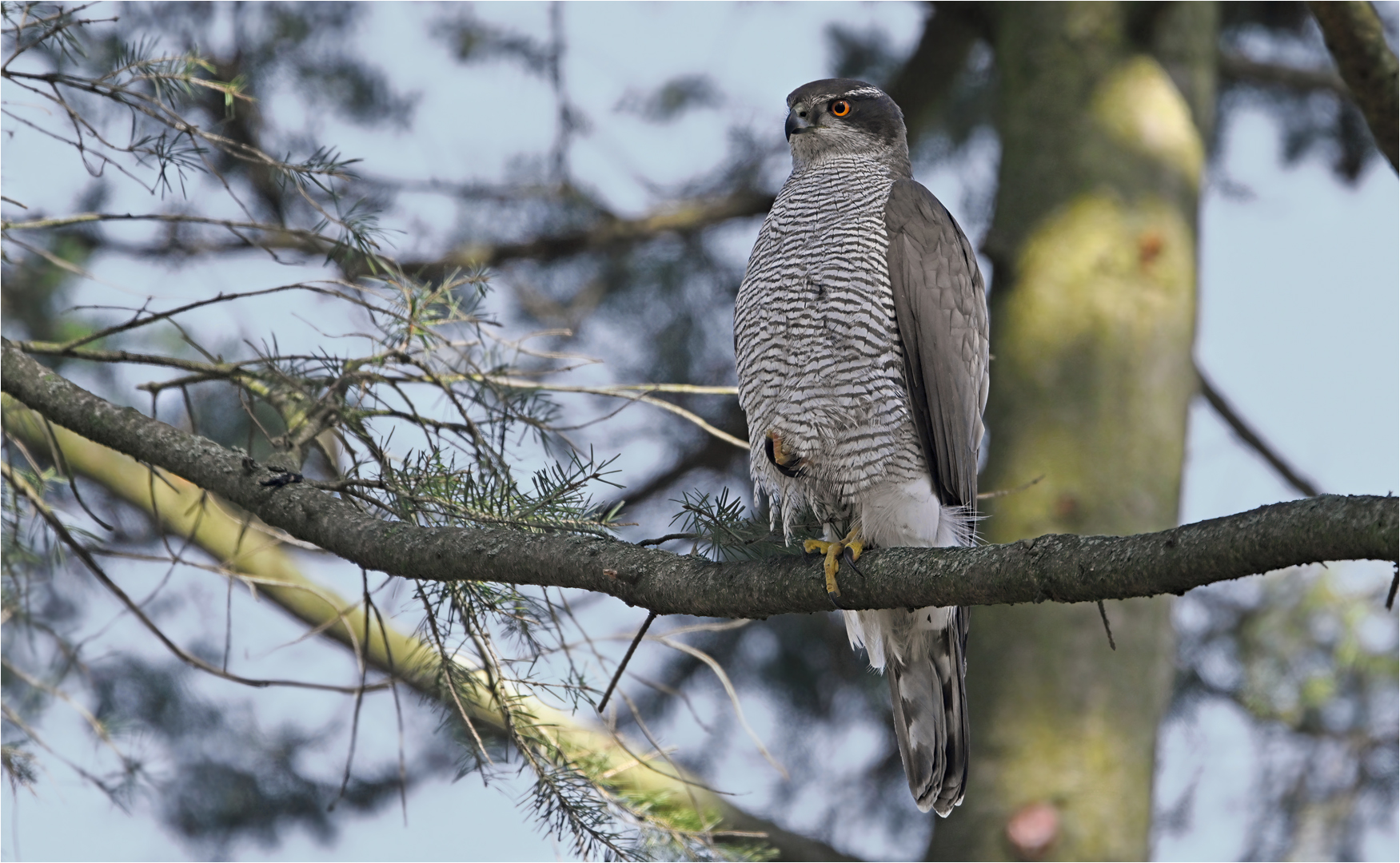 Habicht Foto & Bild | tiere, wildlife, wild lebende vögel Bilder auf ...