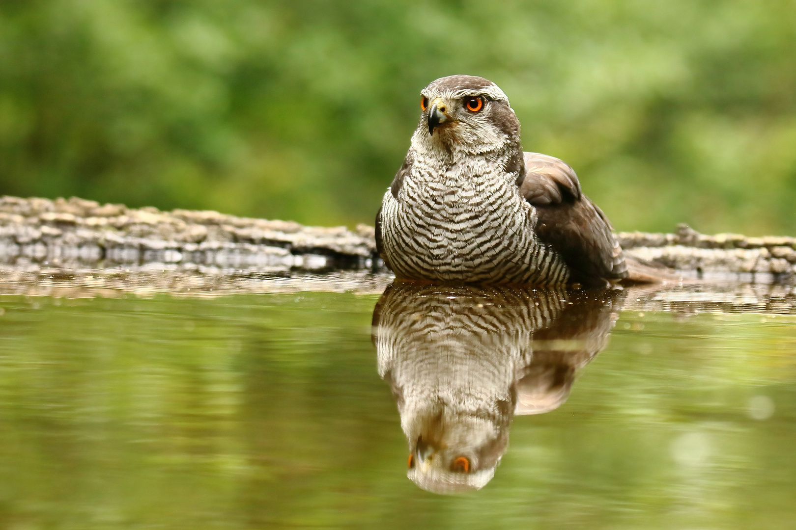 Habicht genießt ein Bad Foto & Bild | tiere, wildlife, natur Bilder auf ...