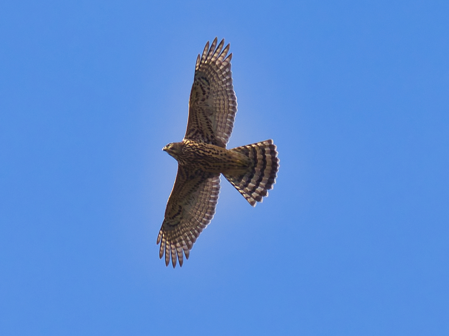 Habicht im Flug Foto & Bild | tiere, wildlife, wild lebende vögel ...