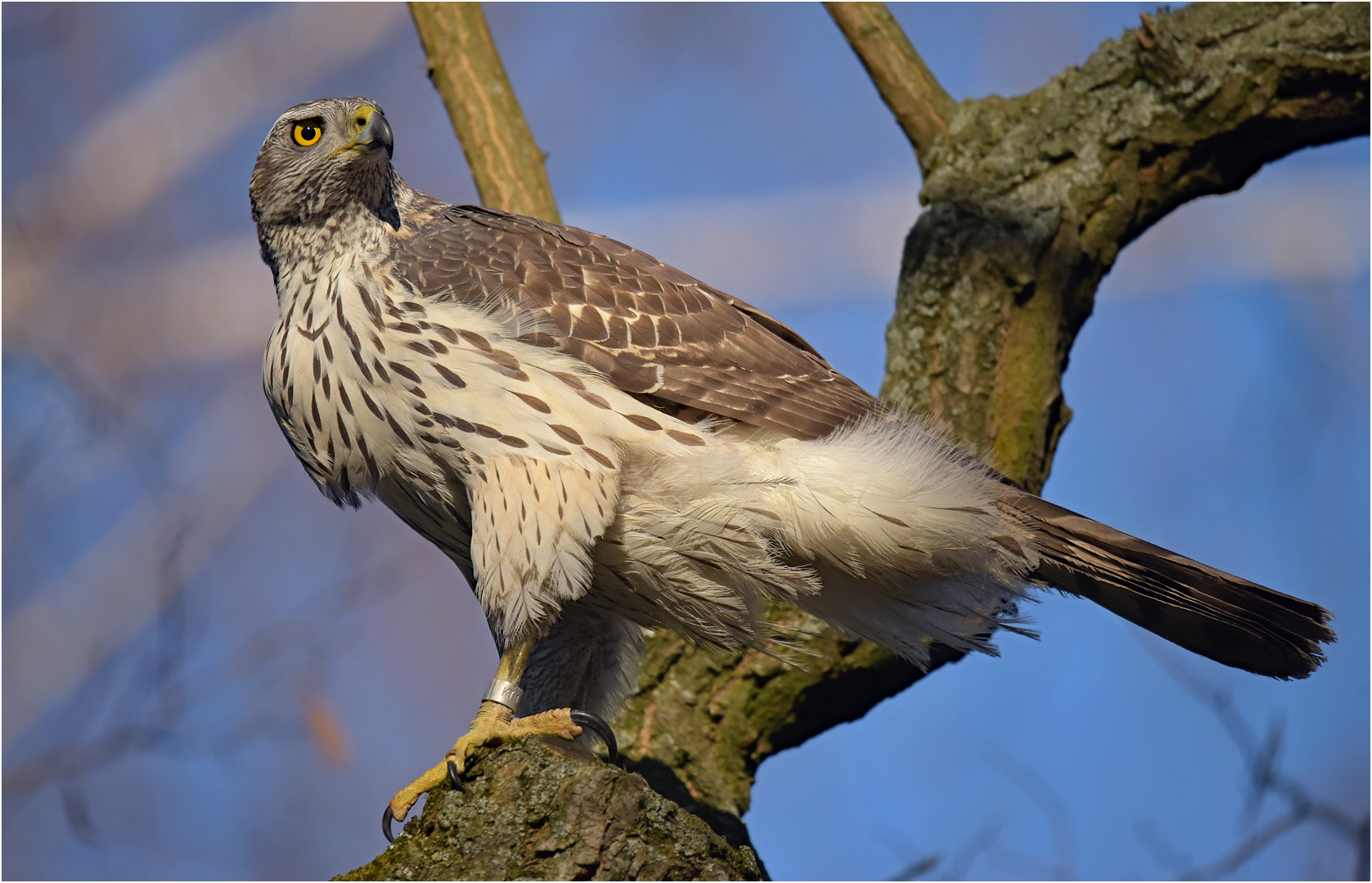 Habicht im Jugendkleid Foto & Bild | tiere, wildlife, wild lebende ...