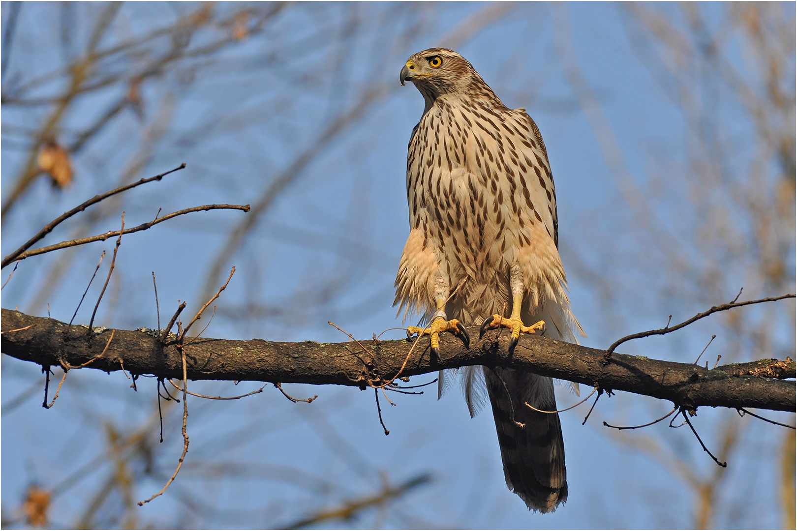 Habicht im Jugendkleid Foto & Bild | tiere, wildlife, wild lebende ...