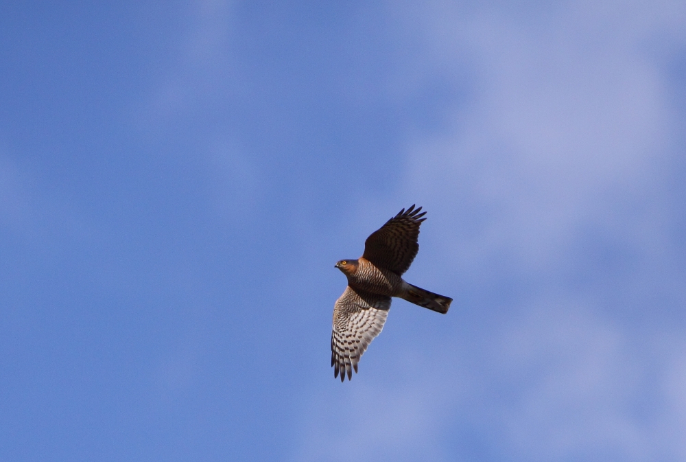 Habicht, ist ein Sperber Foto & Bild | tiere, wildlife, wild lebende ...