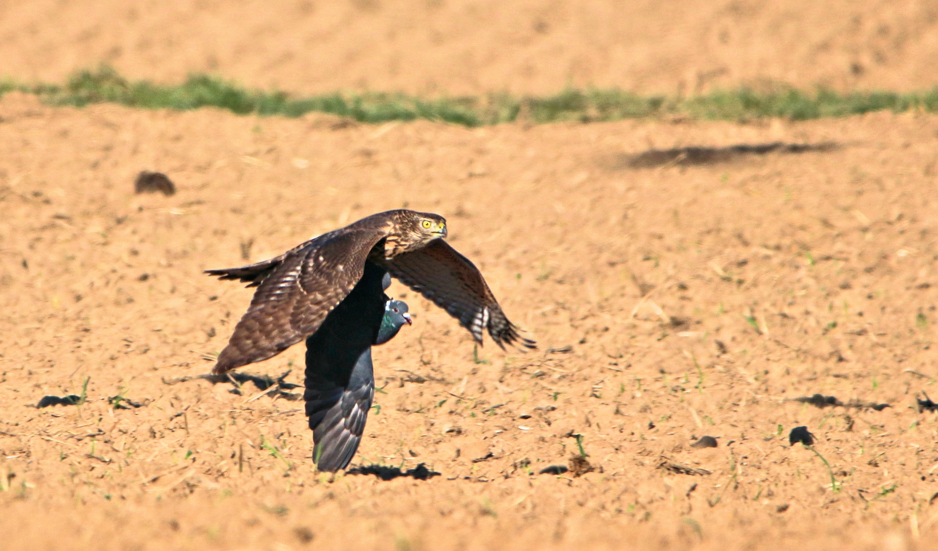 HABICHT MACHT BEUTE ! Foto & Bild | dokumentation, natur, taube Bilder ...