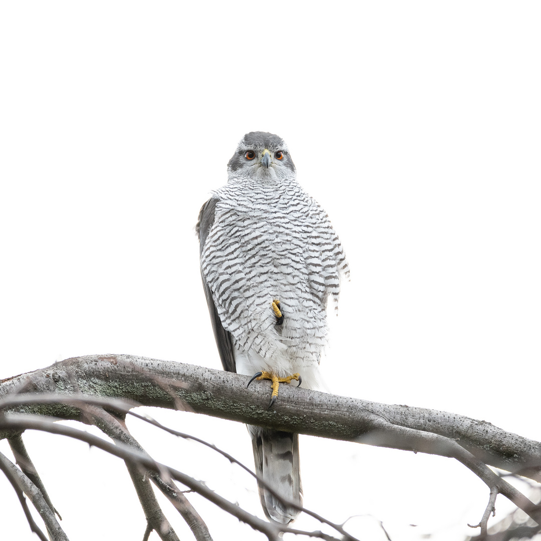 Habicht Männchen Foto & Bild | tiere, wildlife, wild lebende vögel ...