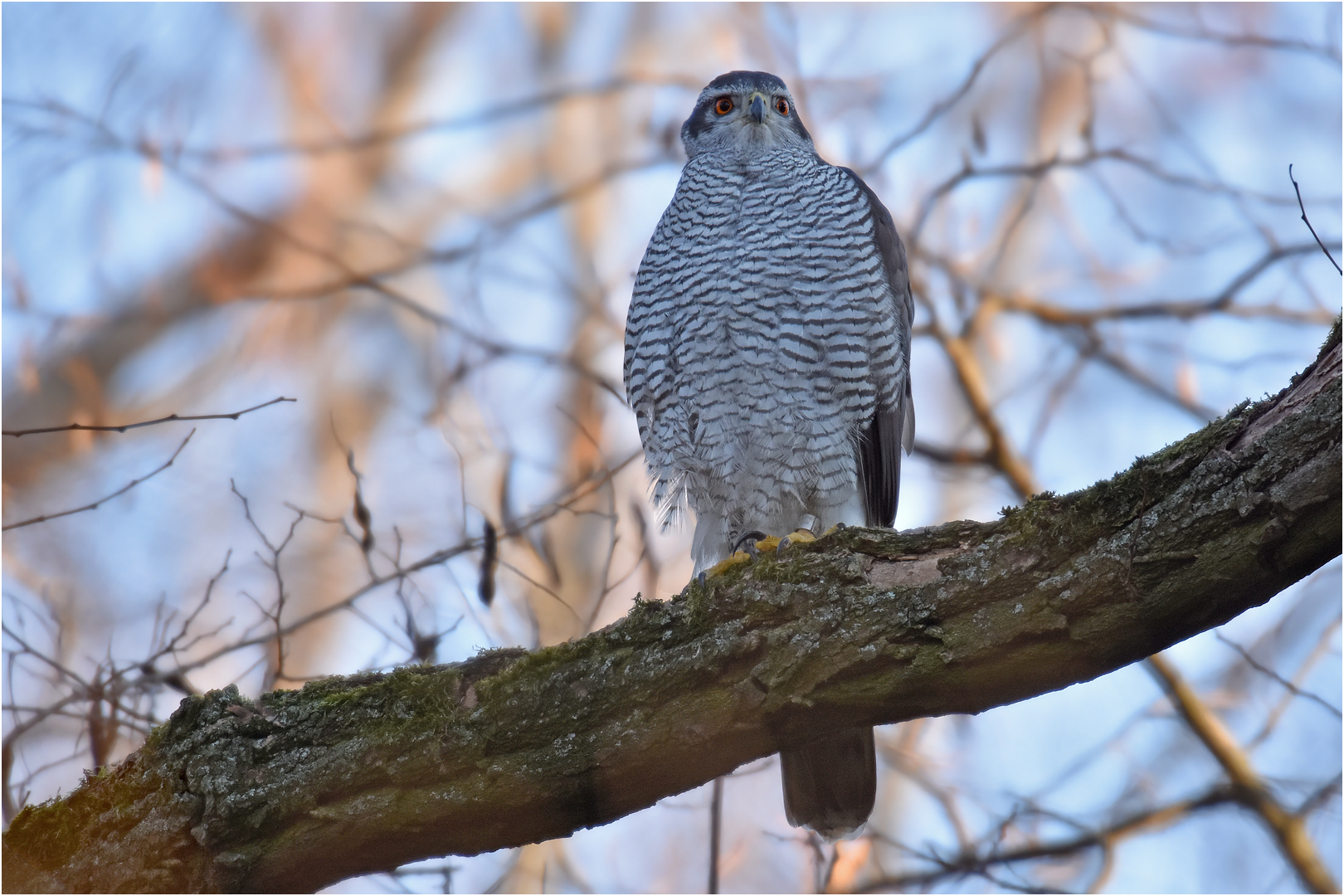 Habicht - Männchen Foto & Bild | tiere, wildlife, wild lebende vögel ...