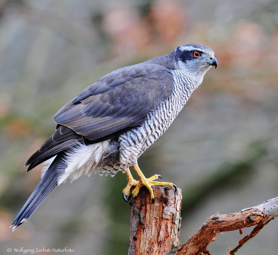 - HABICHT - ( männlich ) Foto & Bild | fotos, world, natur Bilder auf ...