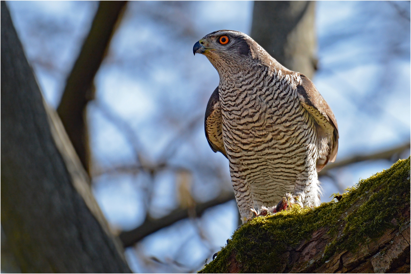 Habicht mit Beute Foto & Bild | tiere, wildlife, wild lebende vögel ...