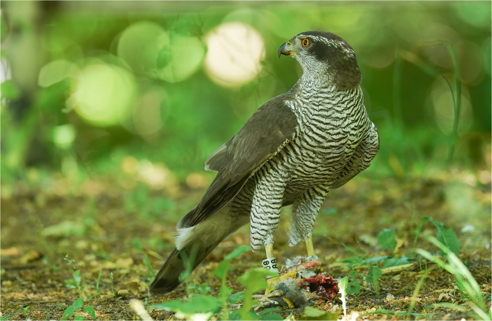 Habicht mit Beute am Boden Foto & Bild | natur, greifvogel, tiere ...