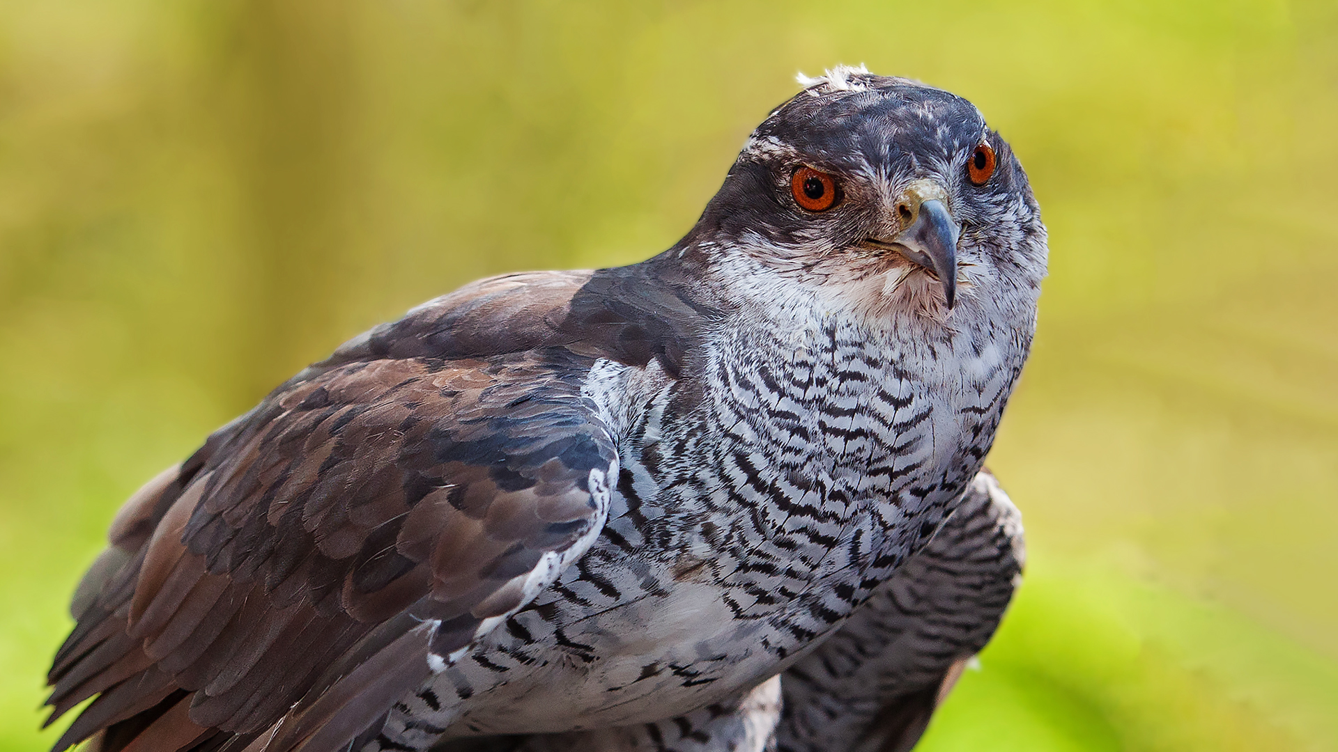 Habicht-Portrait 001a Foto & Bild | deutschland, europe, niedersachsen ...