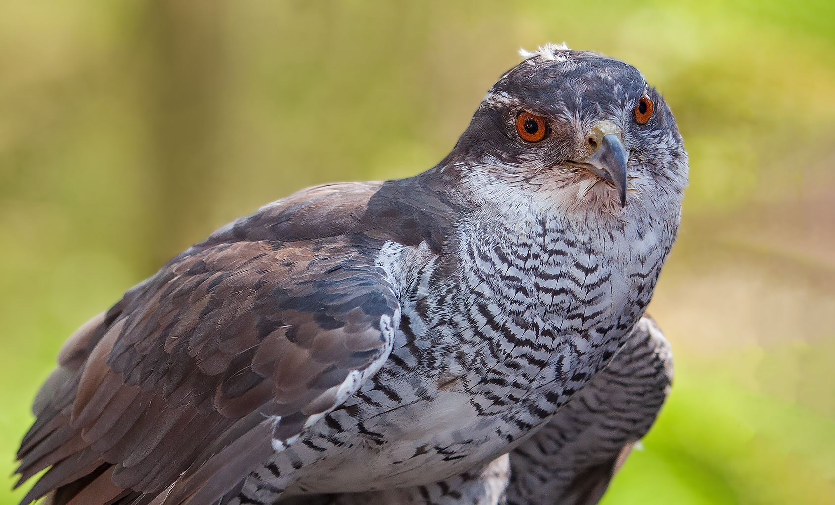 Habicht-Portrait 001b Foto & Bild | tiere, zoo, wildpark & falknerei ...