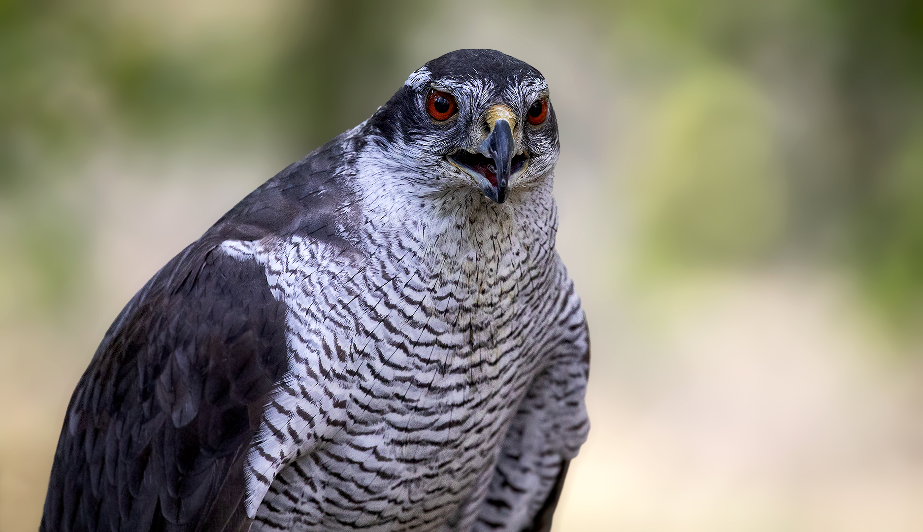 Habicht-Portrait 003 Foto & Bild | deutschland, europe, niedersachsen ...