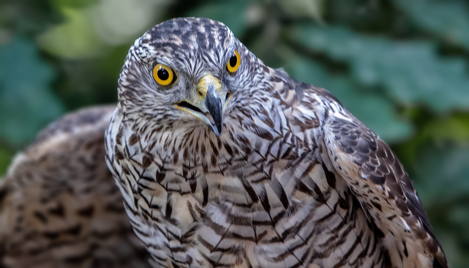 Habicht-Portrait 013 Foto & Bild | deutschland, europe, niedersachsen ...