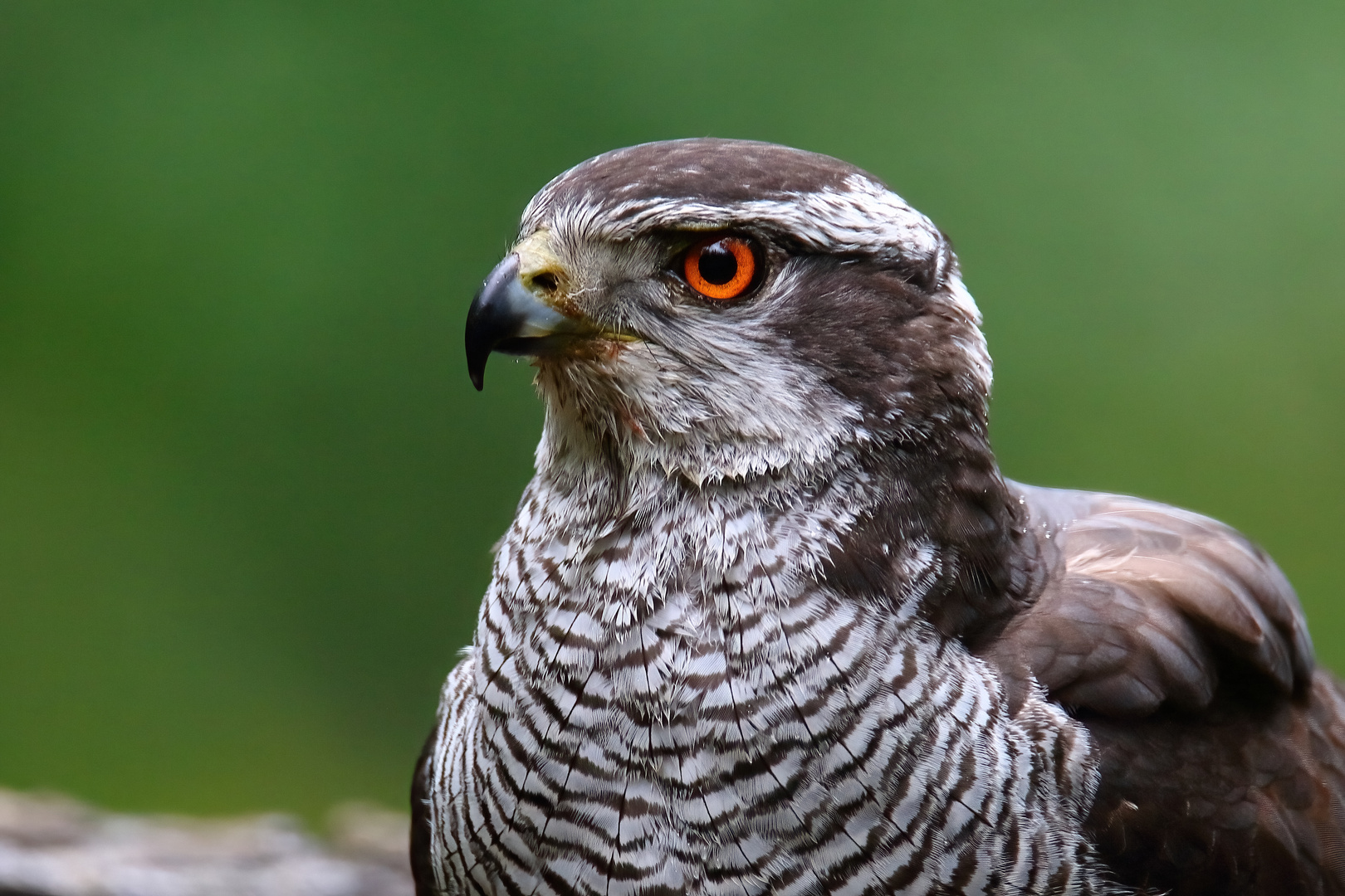 Habicht (w) Foto & Bild | natur, tiere, vögel Bilder auf fotocommunity
