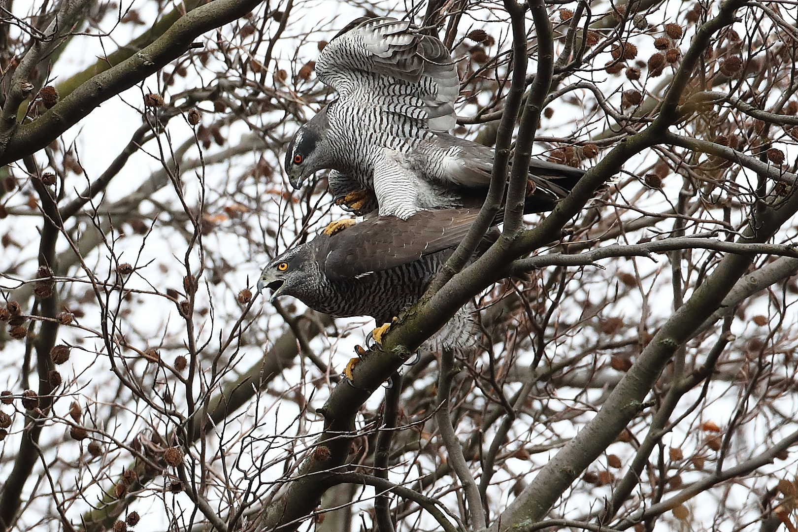 Habichtpaar Kopula Foto & Bild | tiere, wildlife, wild lebende vögel ...