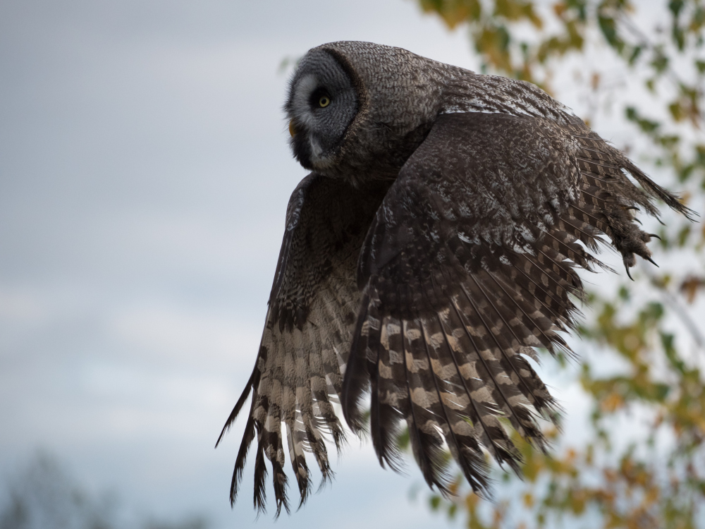 hab's eilig Foto & Bild | tiere, zoo, wildpark & falknerei, erste bild ...