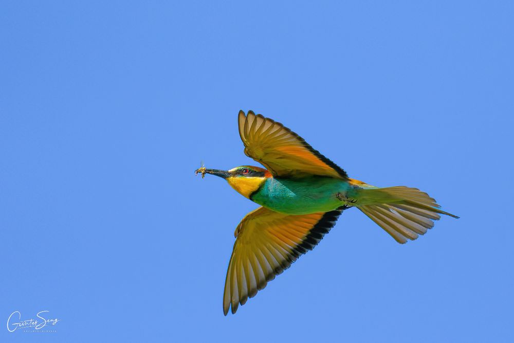 Habs eilig..... Foto & Bild | natur, tiere, vögel Bilder auf fotocommunity